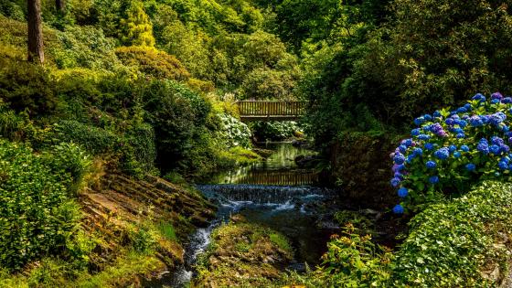 Botany wallpapers - backiee