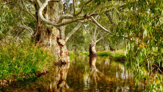 Bayou wallpapers - backiee