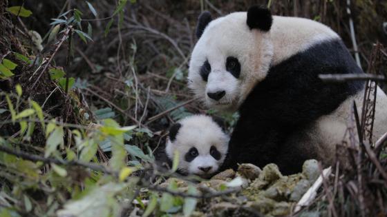 Panda wallpapers - backiee