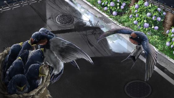 Birds wallpapers - backiee