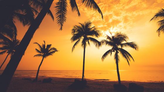 Sunset wallpapers - backiee