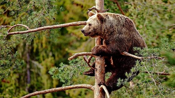 Bear wallpapers - backiee