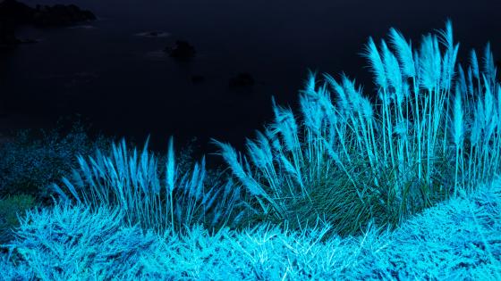 Blue Grass wallpapers - backiee