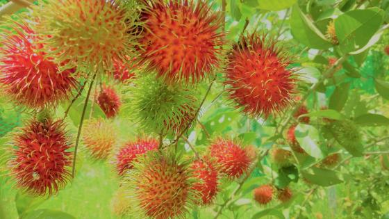 Rambutan wallpapers - backiee