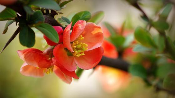 Flower wallpapers - backiee