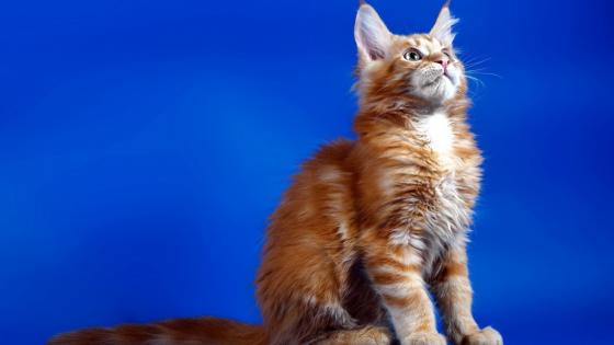 Blue Background wallpapers - backiee