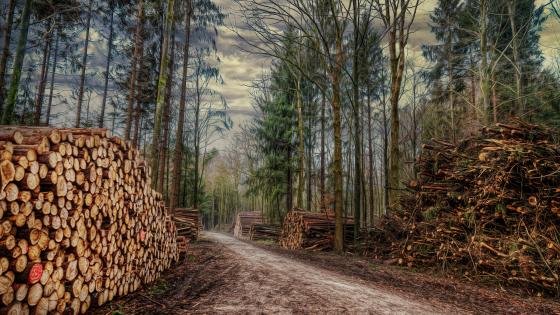 Logging wallpapers - backiee