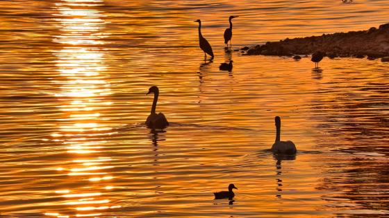 Birds wallpapers - backiee