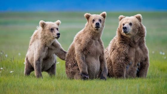 Bear wallpapers - backiee