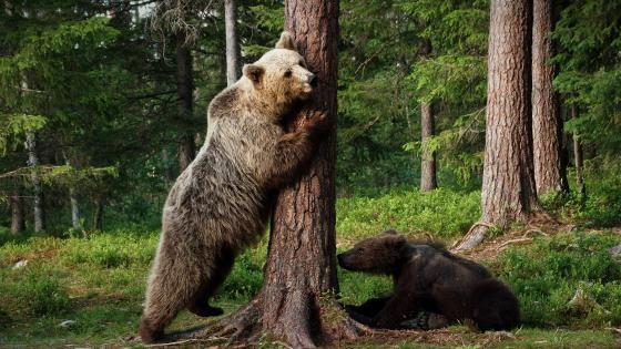 Bear wallpapers - backiee