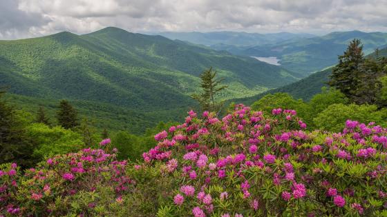 Rhododendron wallpapers - backiee