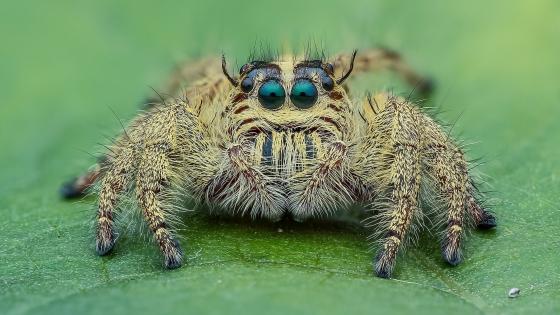 Spider wallpapers - backiee