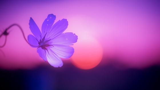 Pink wallpapers - backiee