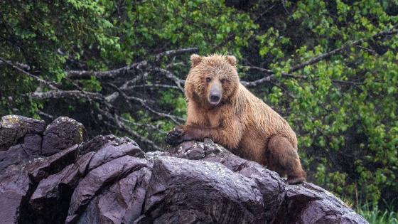 Bear wallpapers - backiee