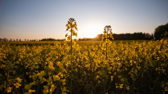 Canola wallpapers - backiee