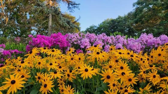 Gorgeous Summer Flowers - backiee