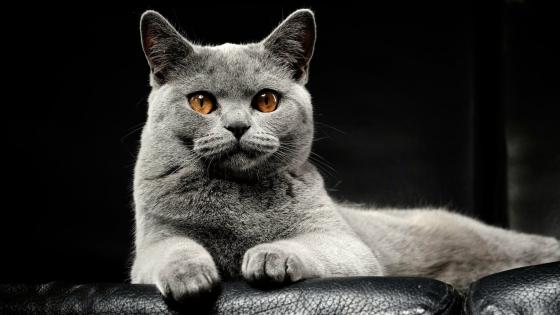 British Shorthair wallpapers - backiee