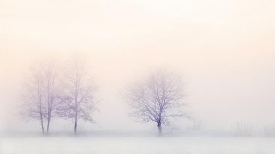 Misty Winter Solitude - backiee