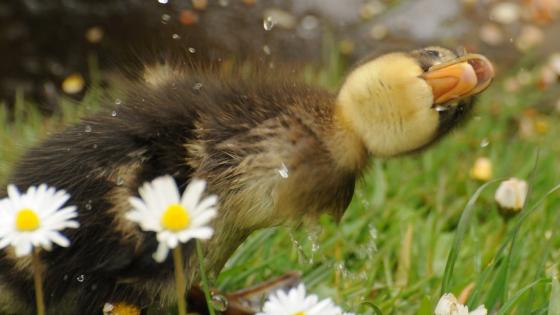 Duckling wallpapers - backiee