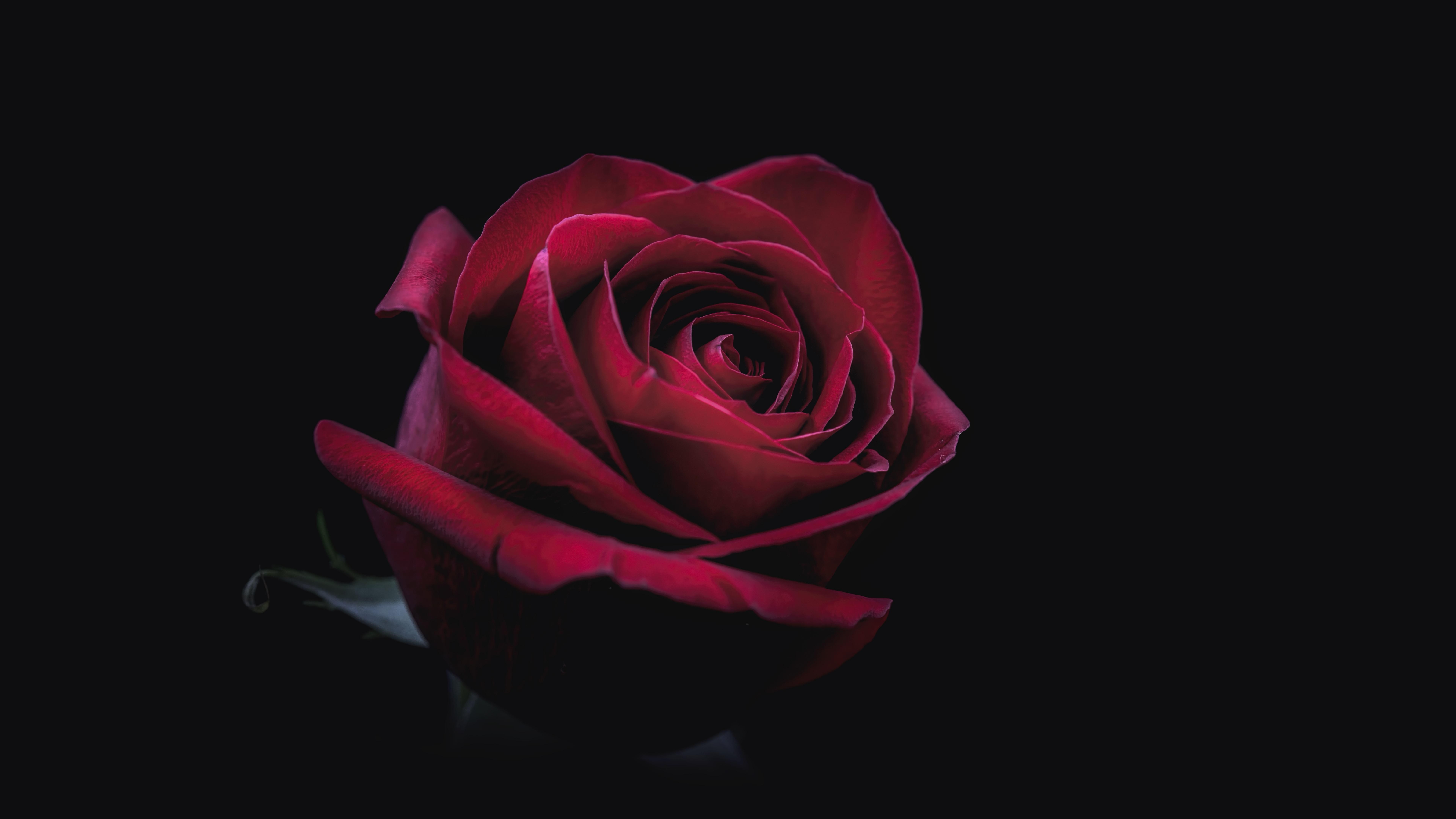Crimson Rose Close Up Elegance On Deep Black Background - backiee