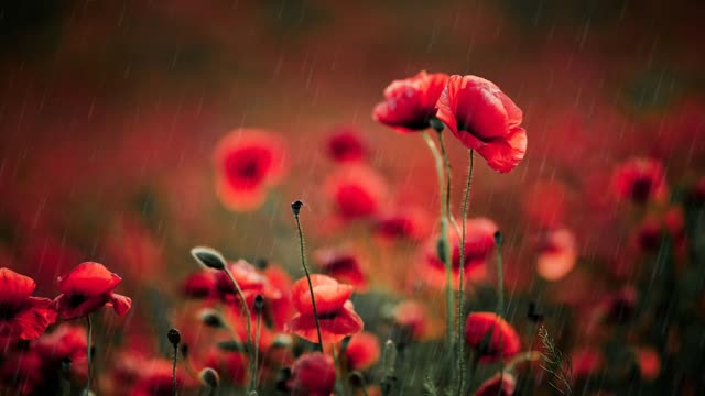 Live wallpapers - backiee