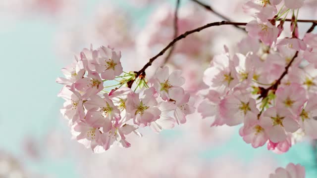 Live wallpapers - backiee