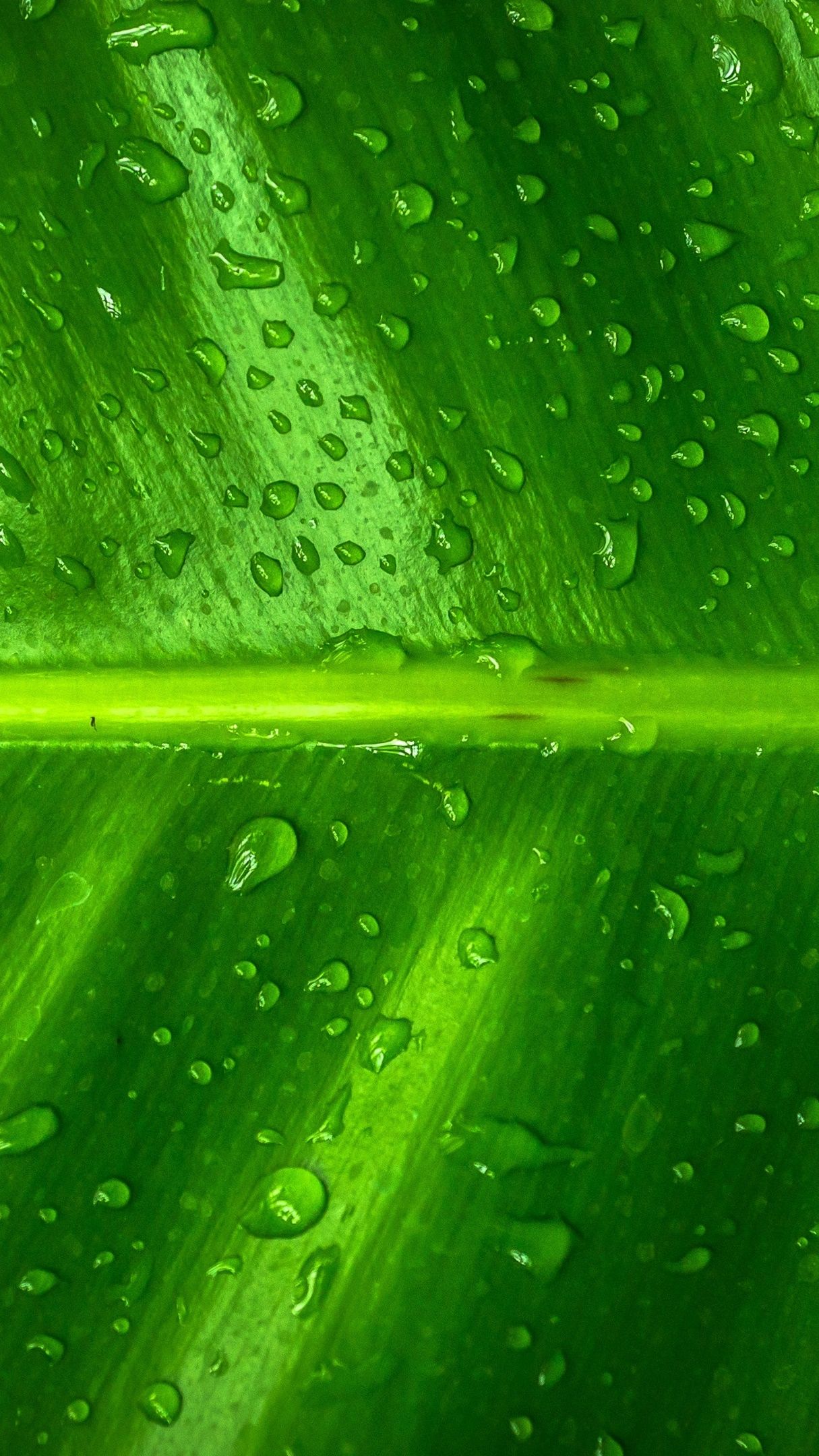 Banana Tree Leaf - backiee