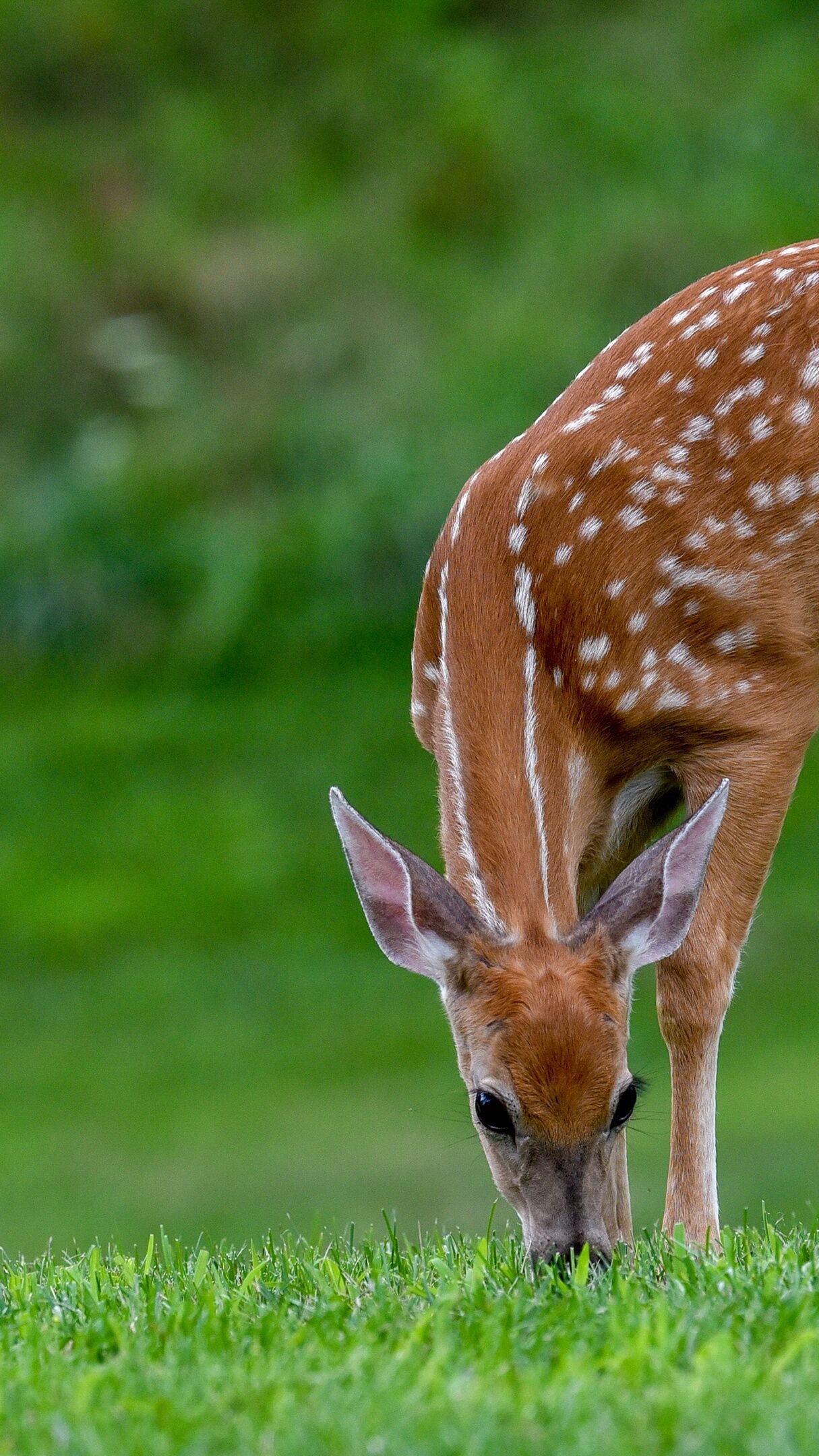 Graceful Fawn in Serene Meadow - backiee