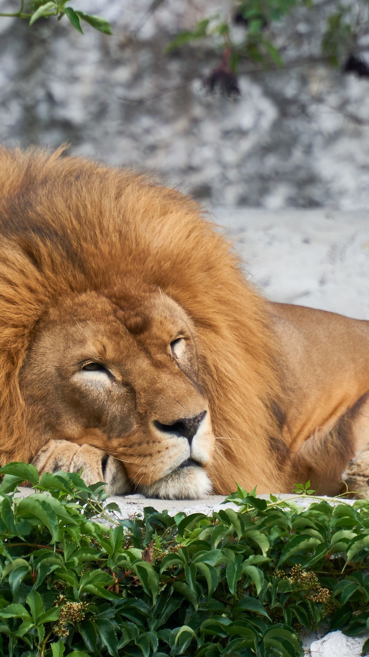 Serene Lion Resting in Nature - backiee