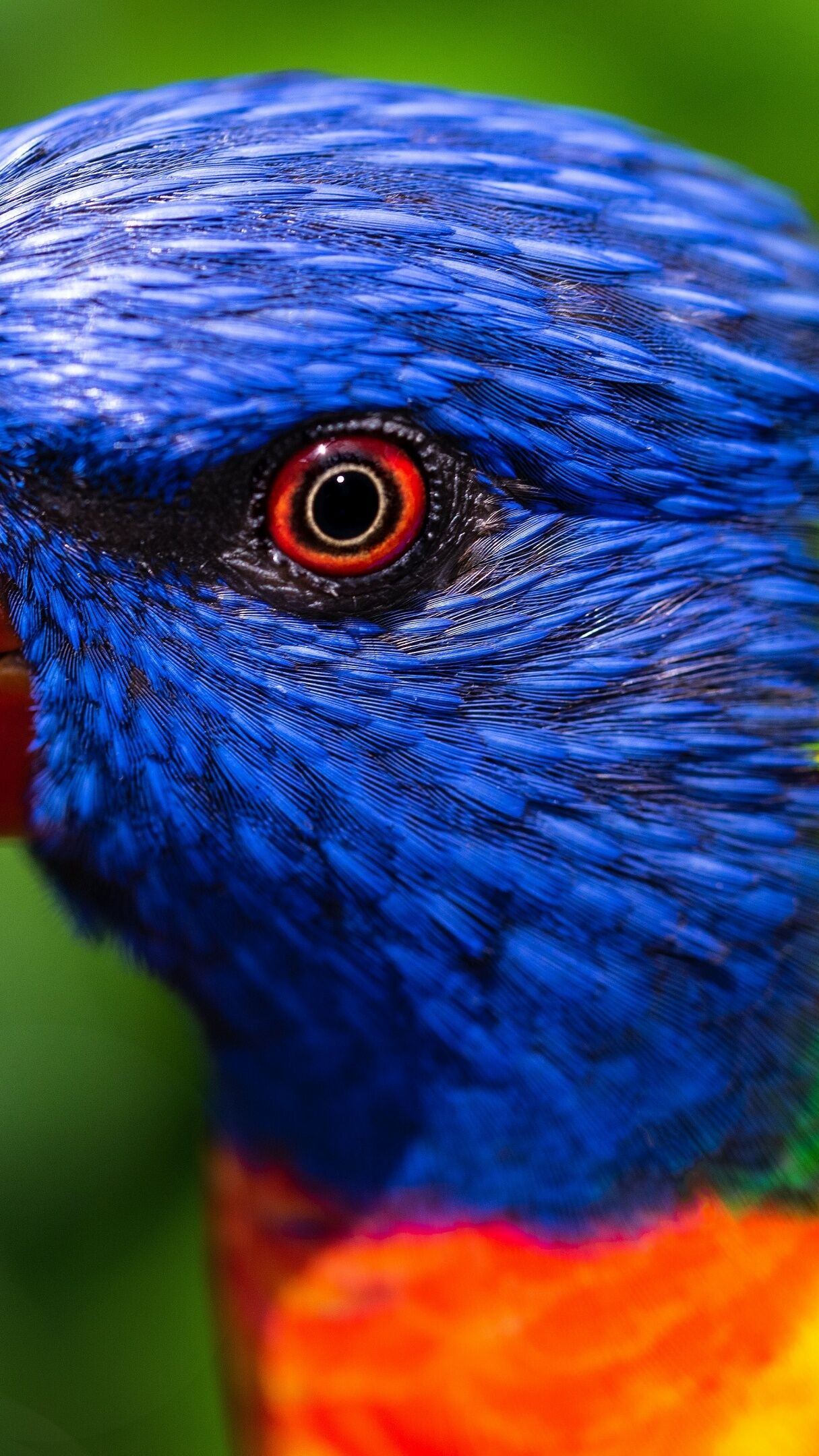 Rainbow Lorikeet in Vivid 4K Glory - backiee