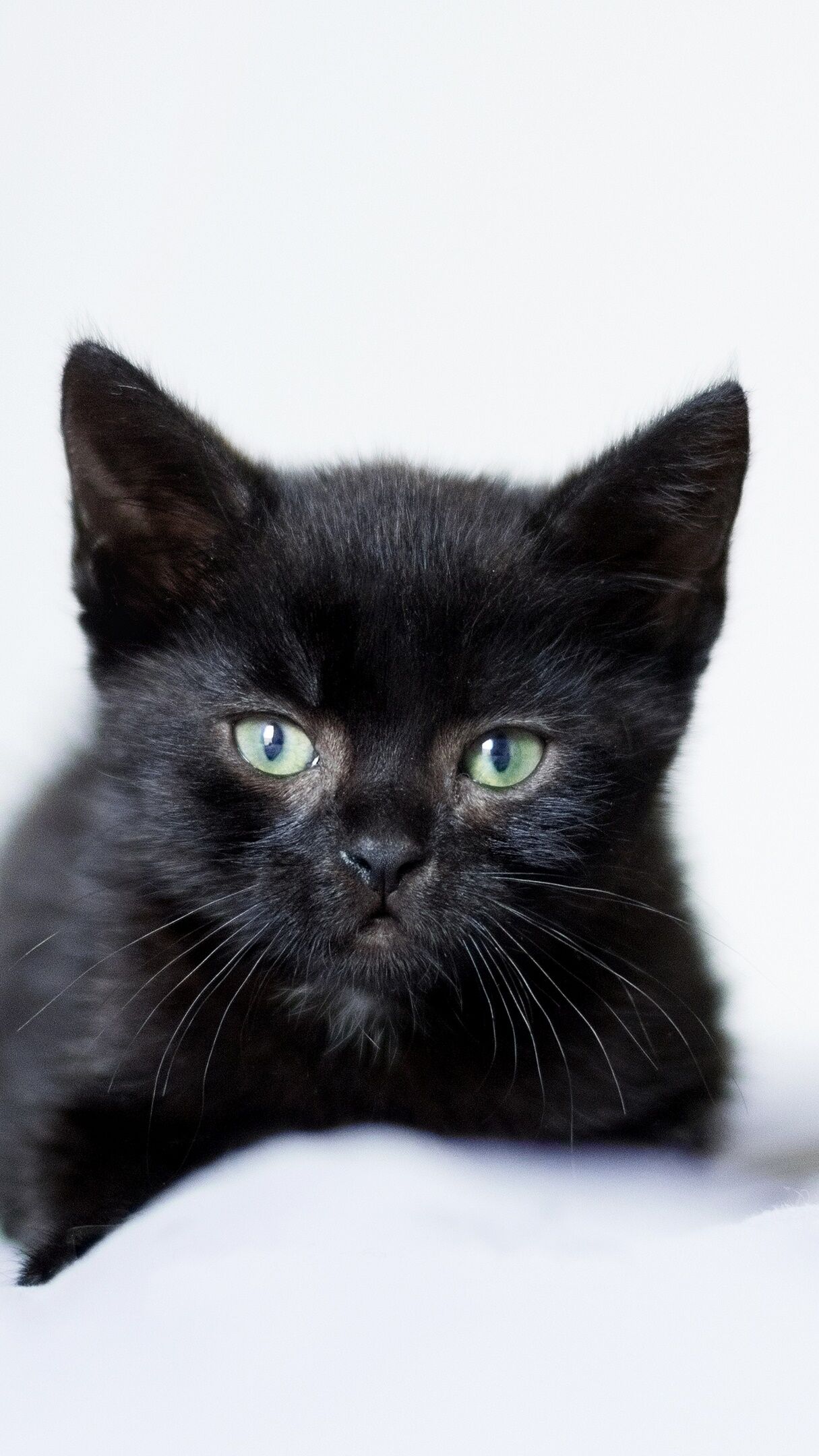 Black Kitten's Curious Gaze in 4K Clarity - backiee