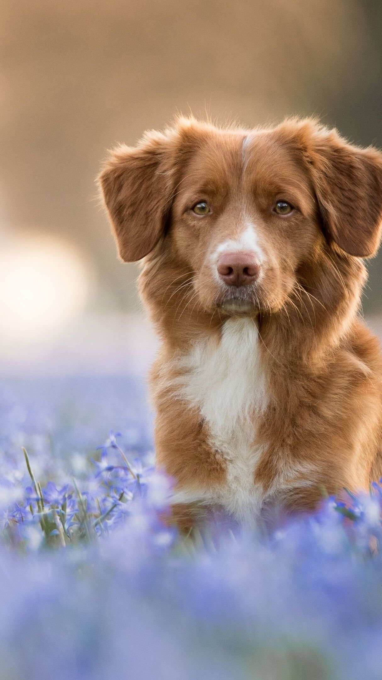 Nova Scotia Duck Tolling Retriever in Blooming Field - backiee