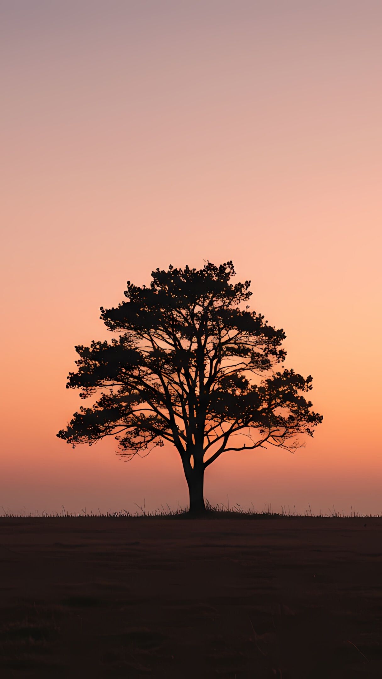 Beautiful Minimalist Sunset Over Solitary Tree in Nature - backiee
