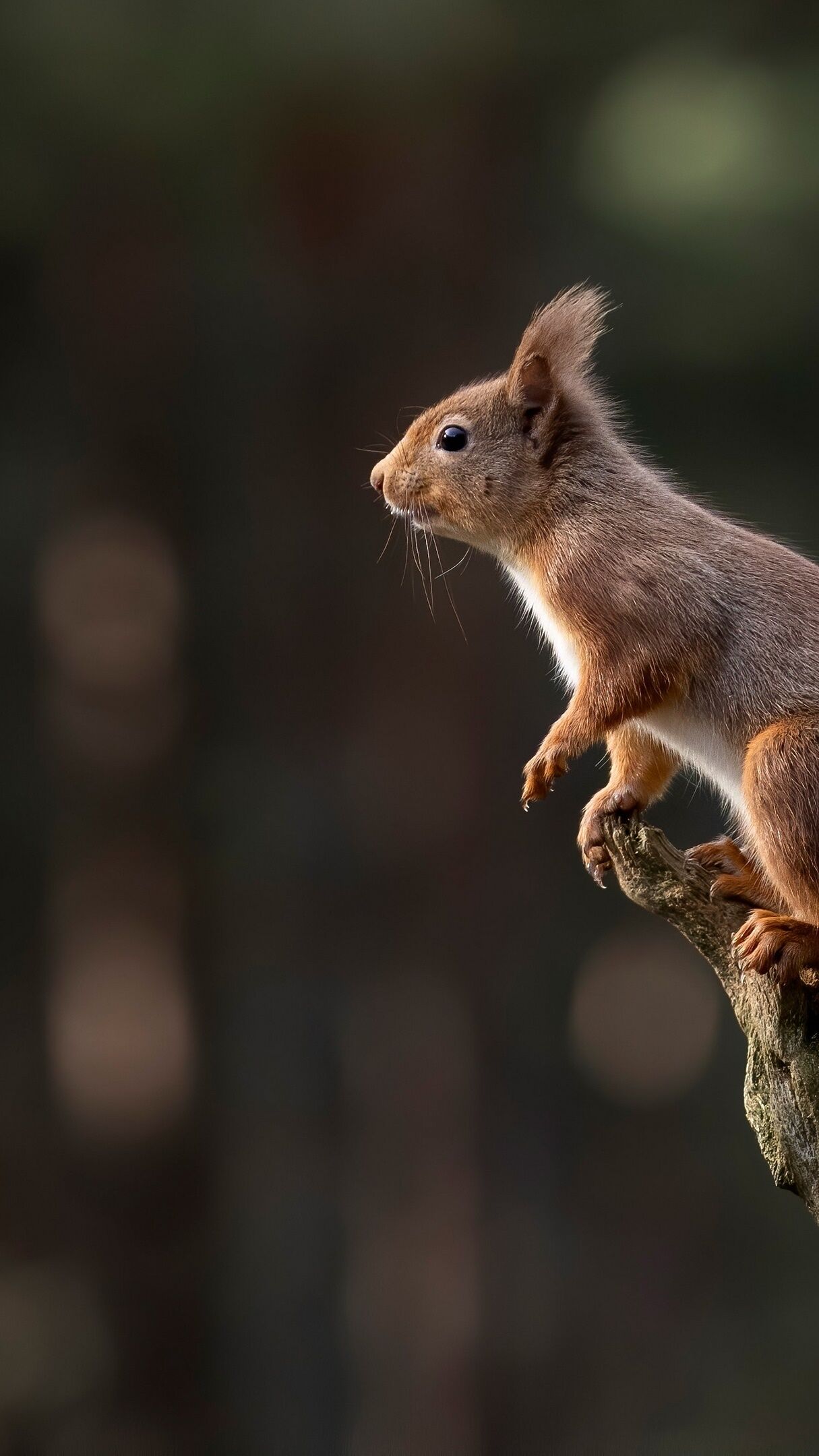 Alert Red Squirrel on Mossy Forest Stump in Soft Light - backiee