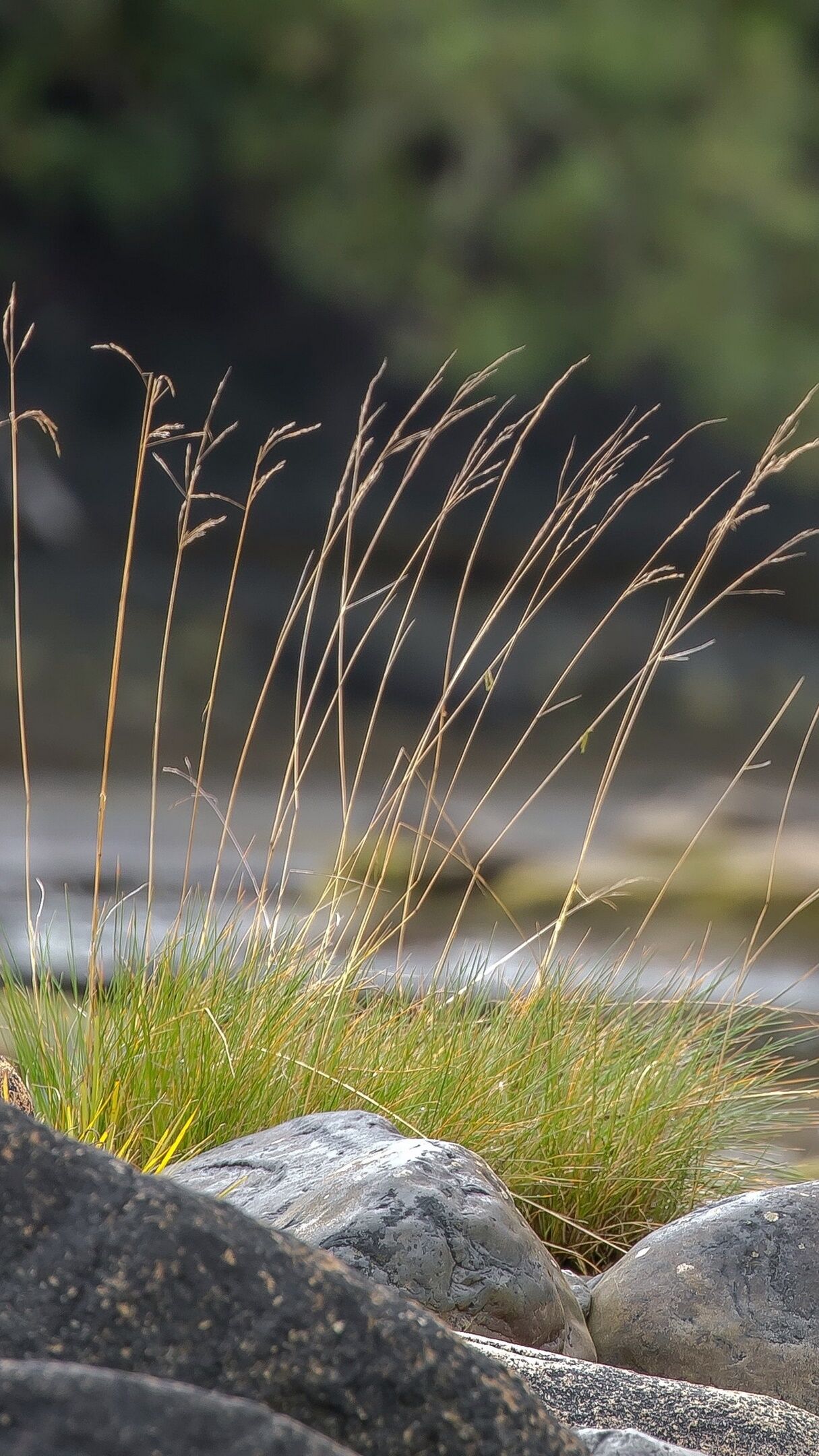 Majestic American Black Bear on River Rocks in Crisp 4K - backiee