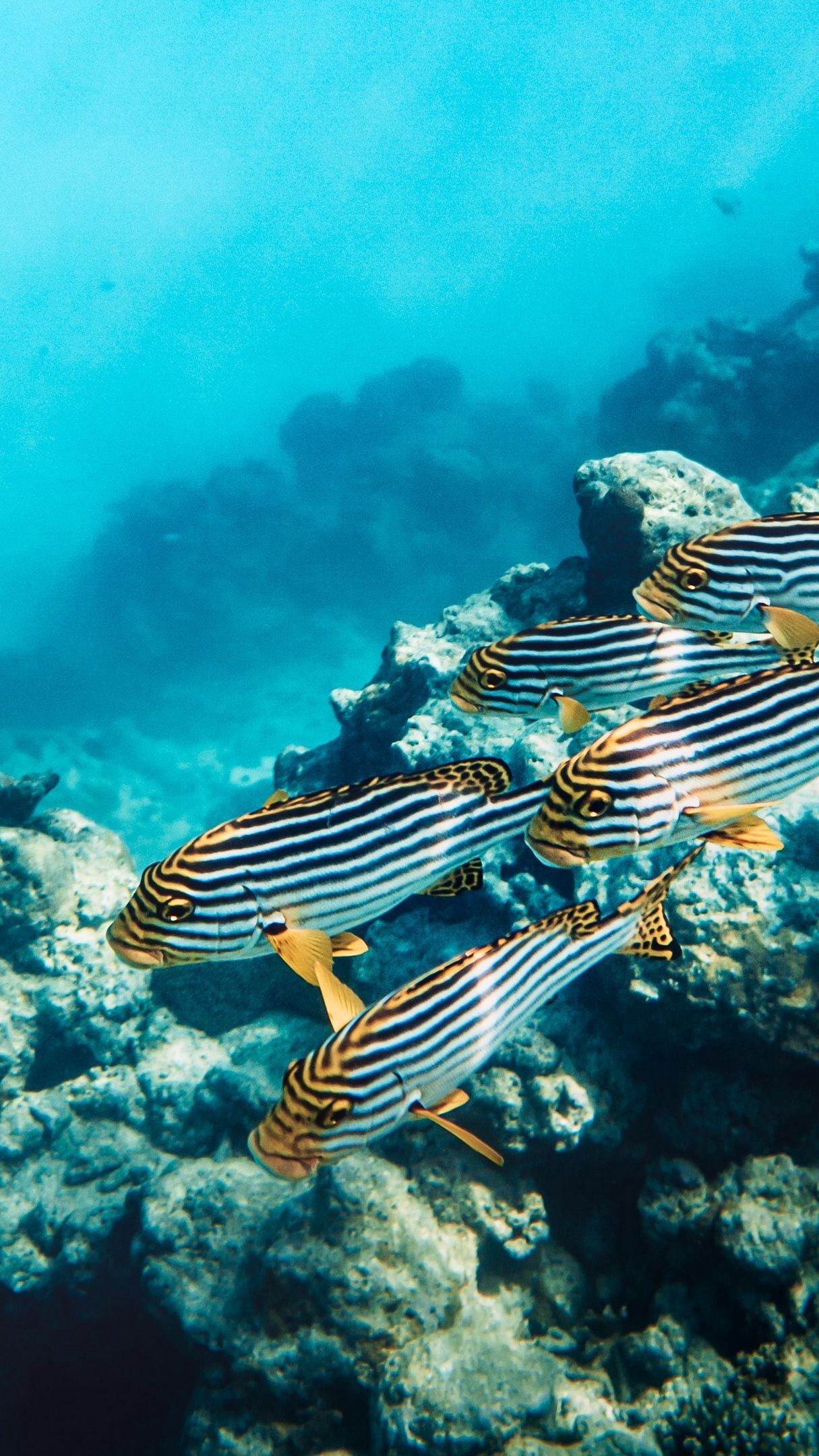 Striped Sweetlips School Gliding Above a Sunlit Coral Reef - backiee