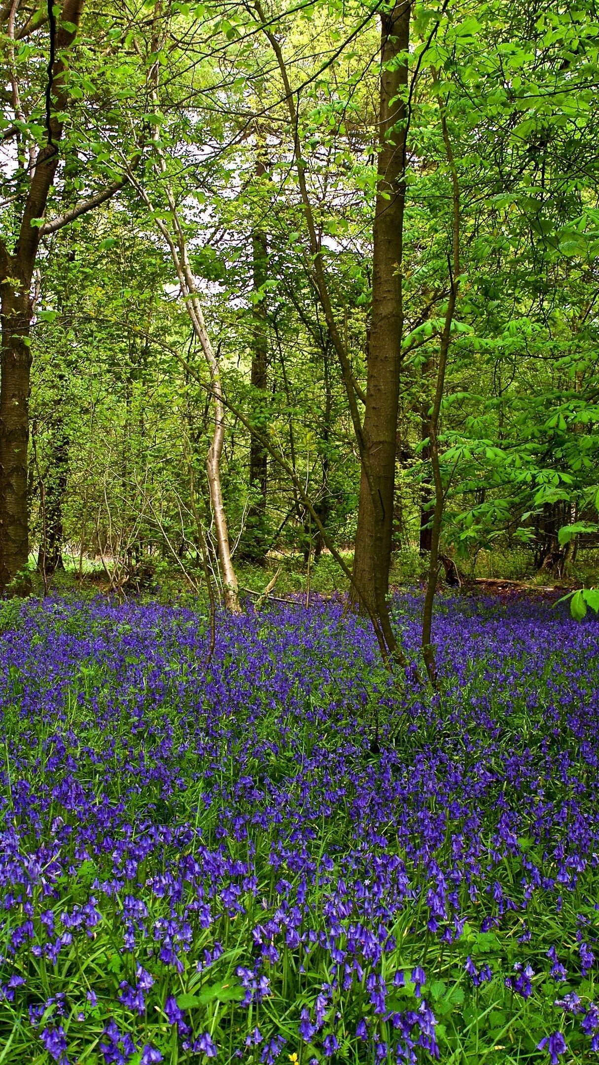 Emerald Woodland Canopy Above a Sea of Bluebell Blooms - backiee