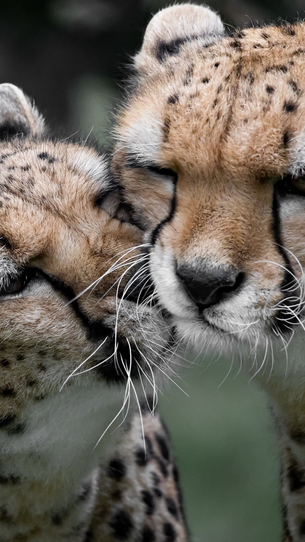 Tender Cheetah Pair Close Up in Crisp 4K Detail - backiee