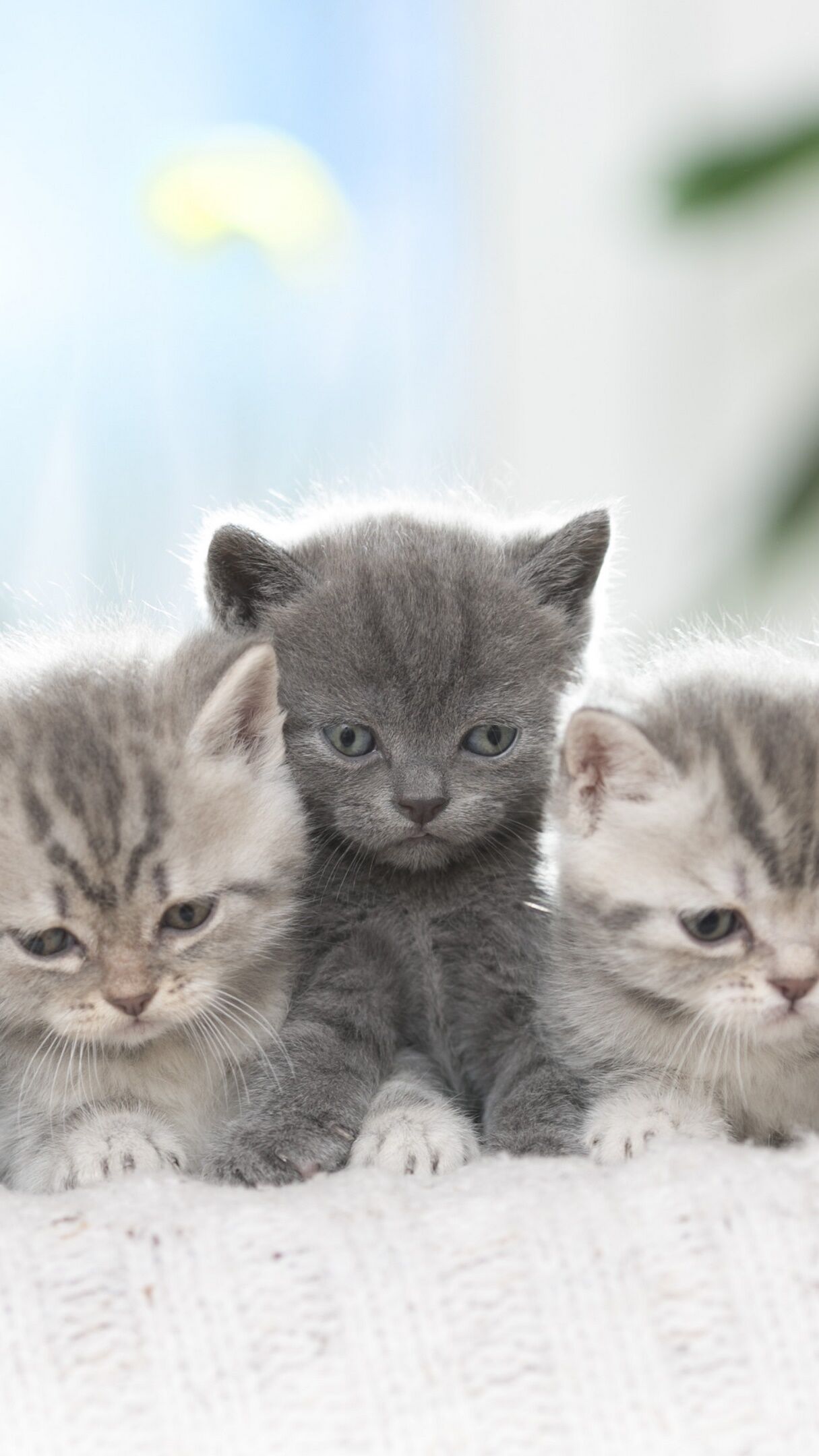 Soft Sunlit Grey Kittens in a Cozy Indoor Scene - backiee