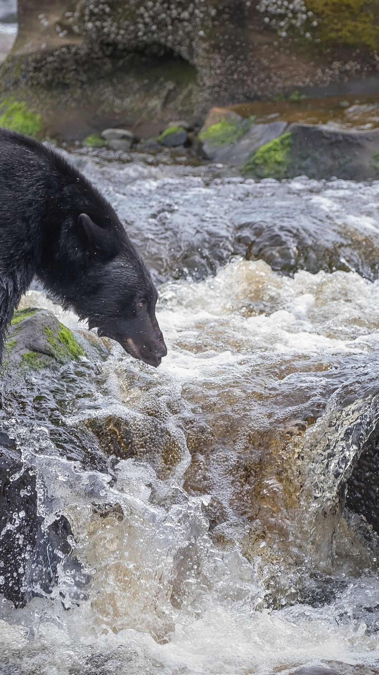 Twin Black Bears Watching the Rushing Creek in Crisp 4K - backiee