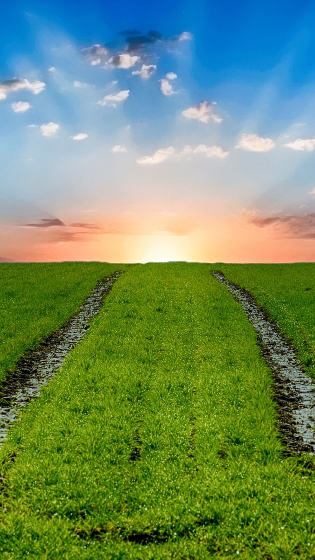 Sunrise Over Endless Green Farmland Horizon in Crisp 4K - backiee