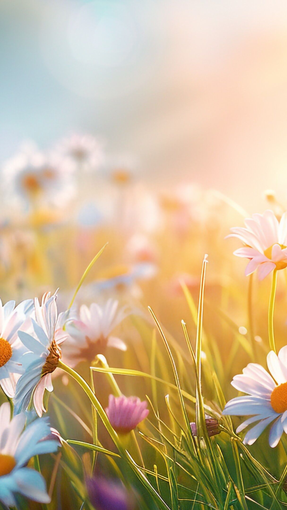 Sunlit Spring Daisies Across a Dreamy Meadow in 4K - backiee