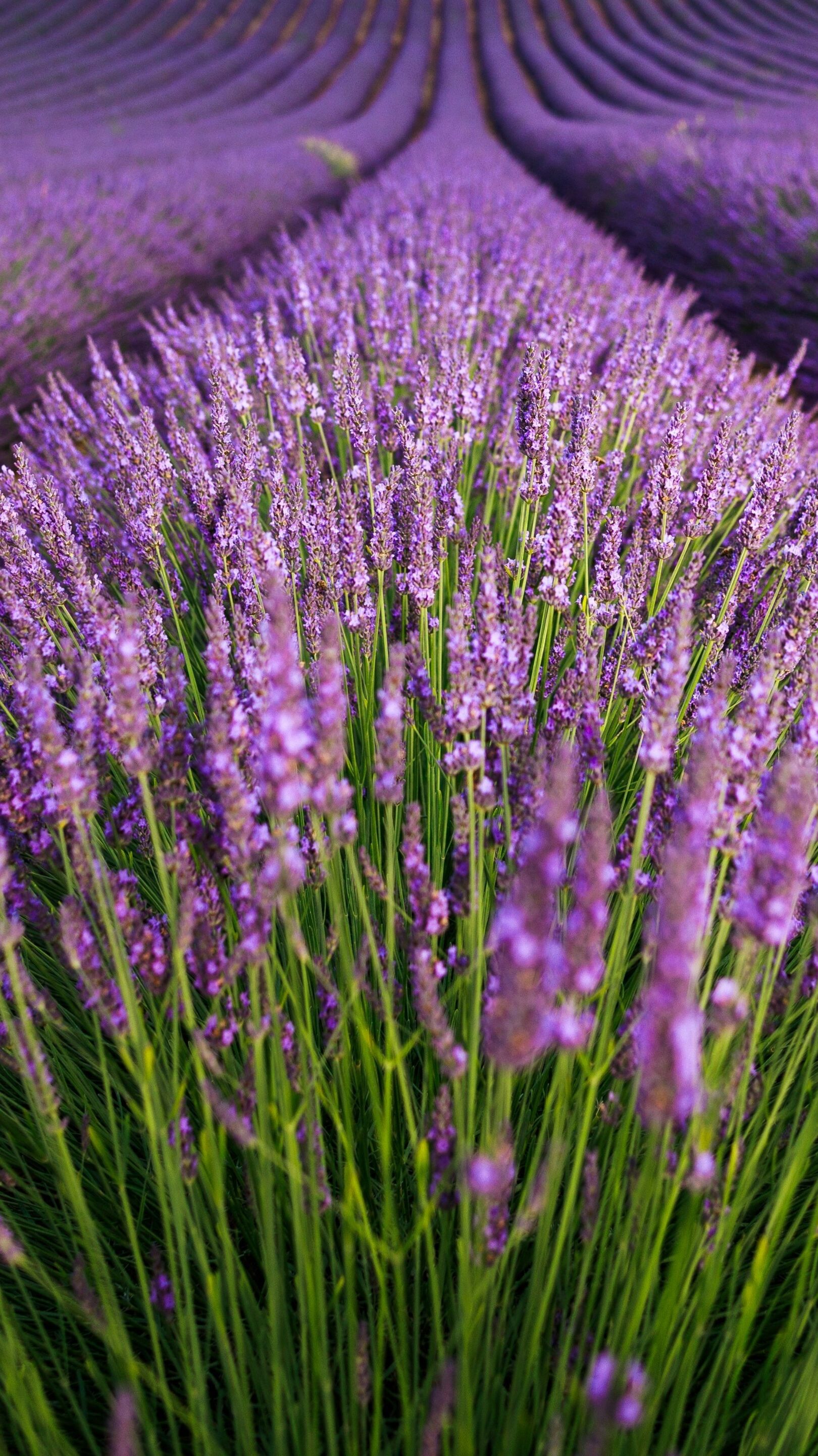 Lavender Fields Forever Captivating Beauty of Purple Blooms - backiee
