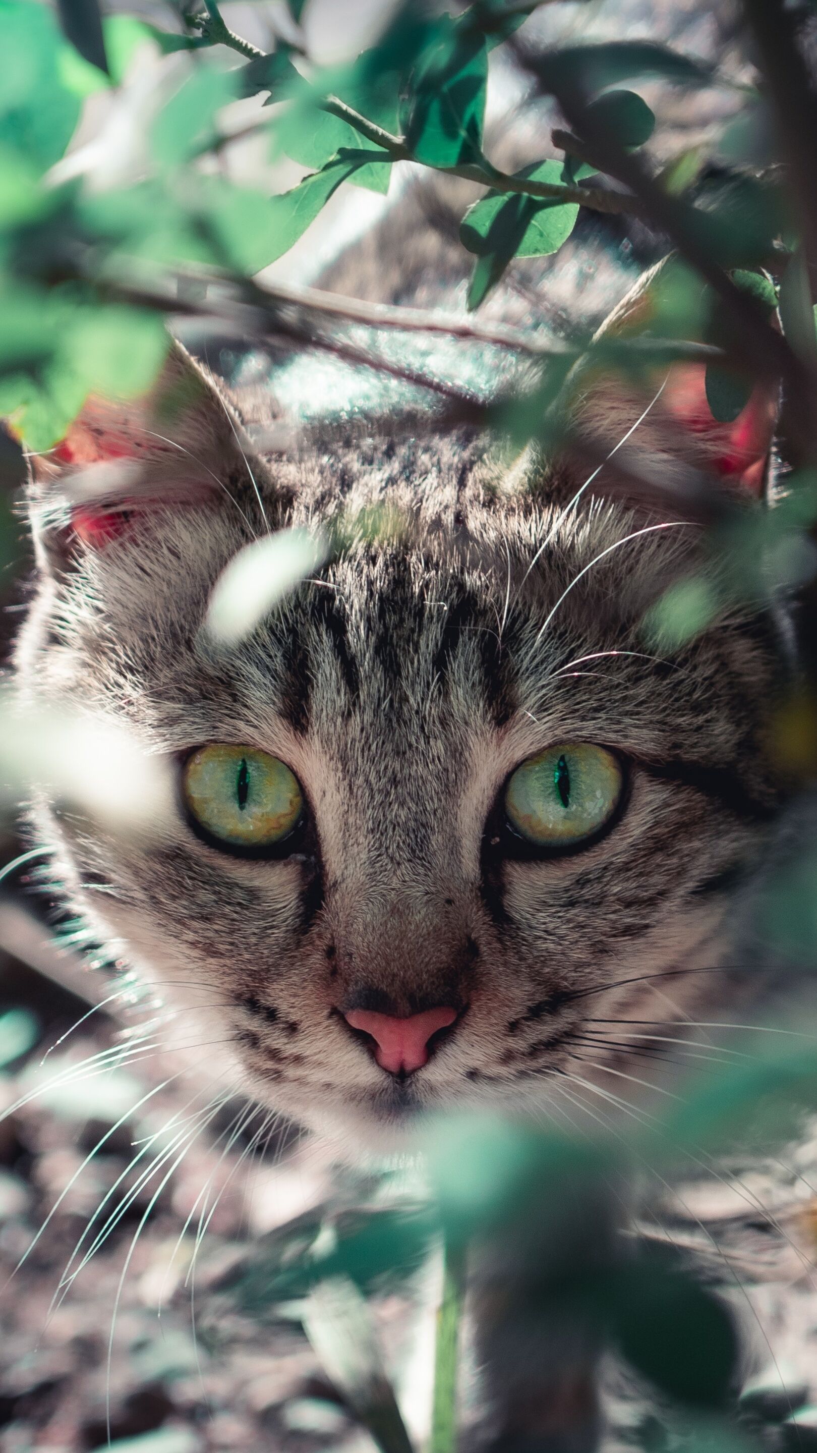 The Hidden Look - backiee