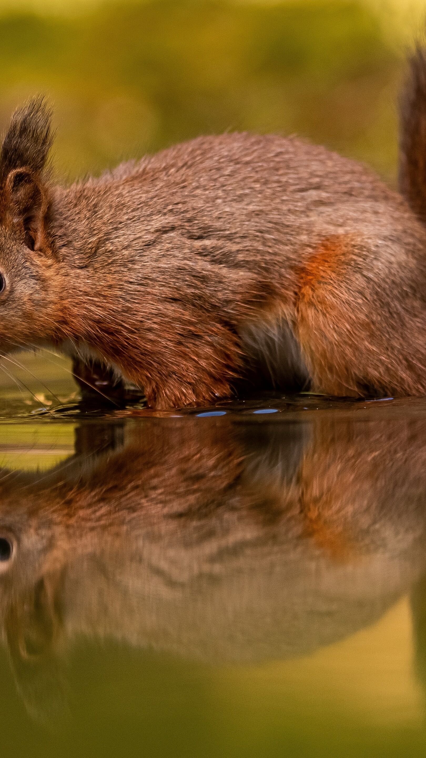 Red Squirrel Reflection by the Water's Edge - backiee