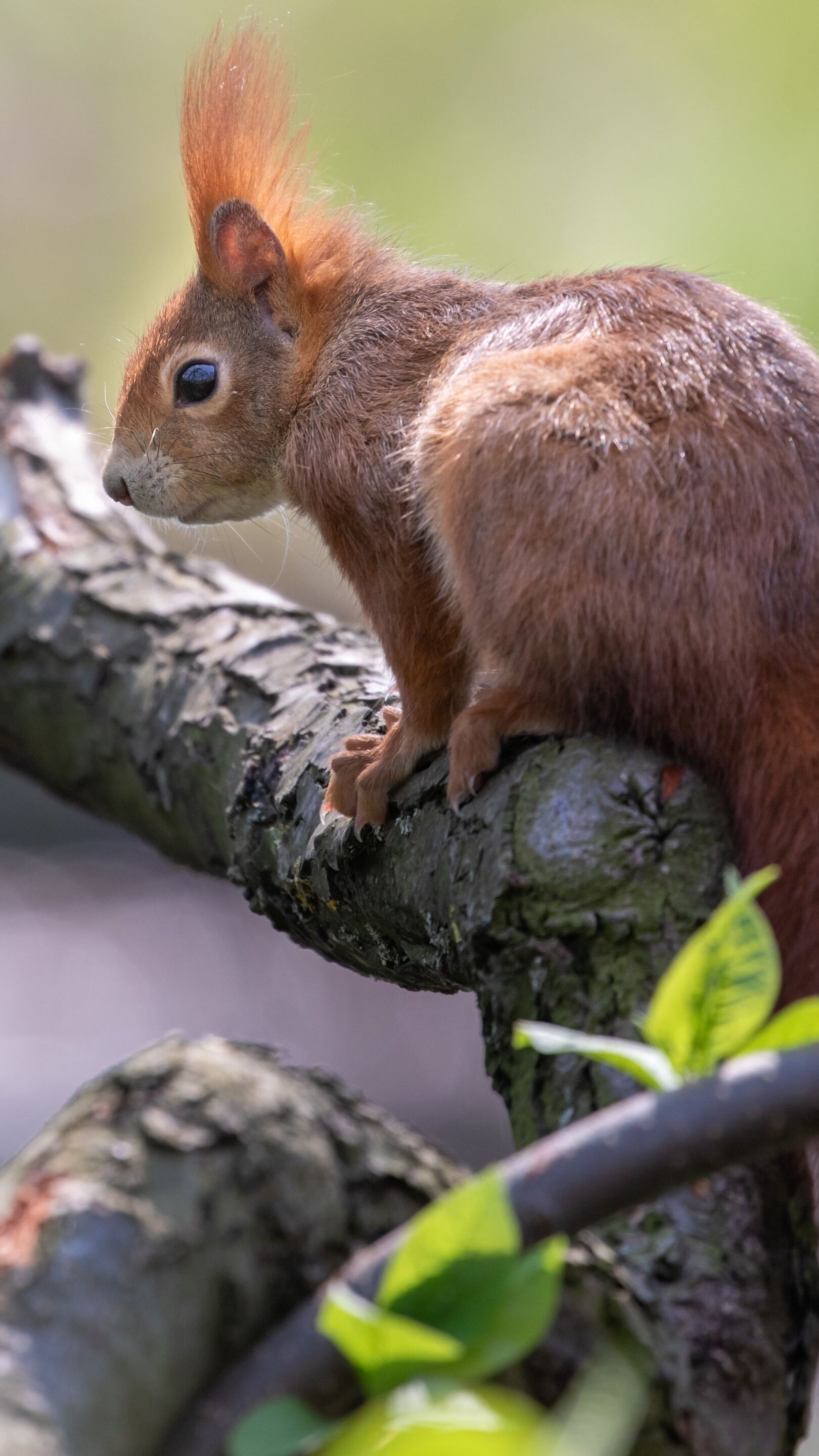 Red Squirrel in Natural Habitat - backiee