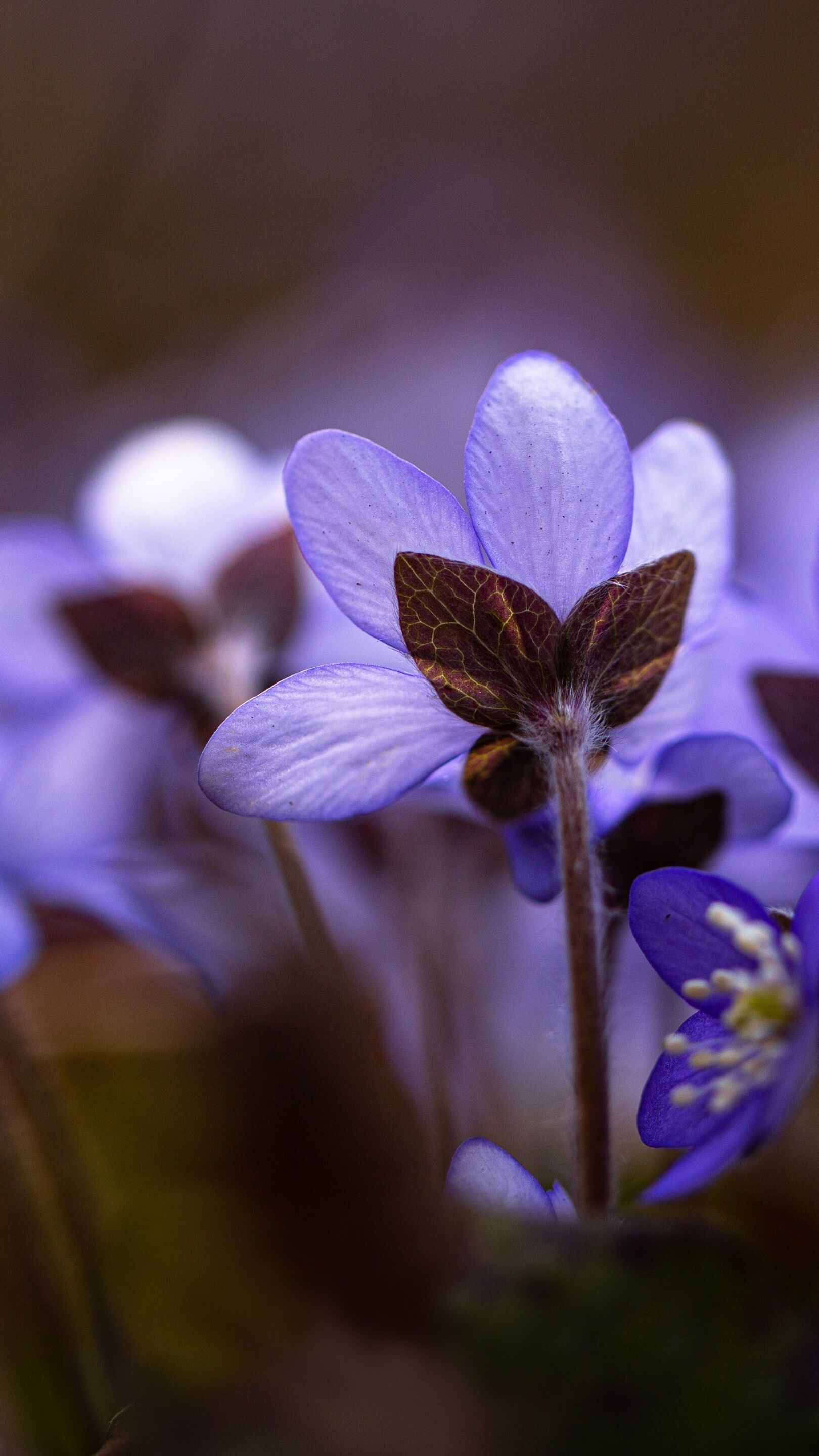 Purple Hepatica Beauty in Spring Bloom - backiee