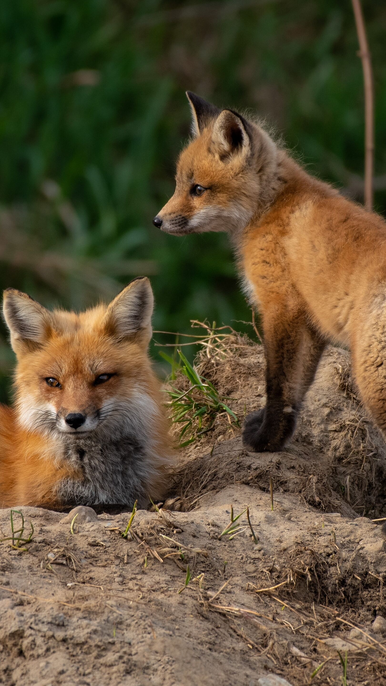 Red Fox Family in Nature’s Embrace - backiee