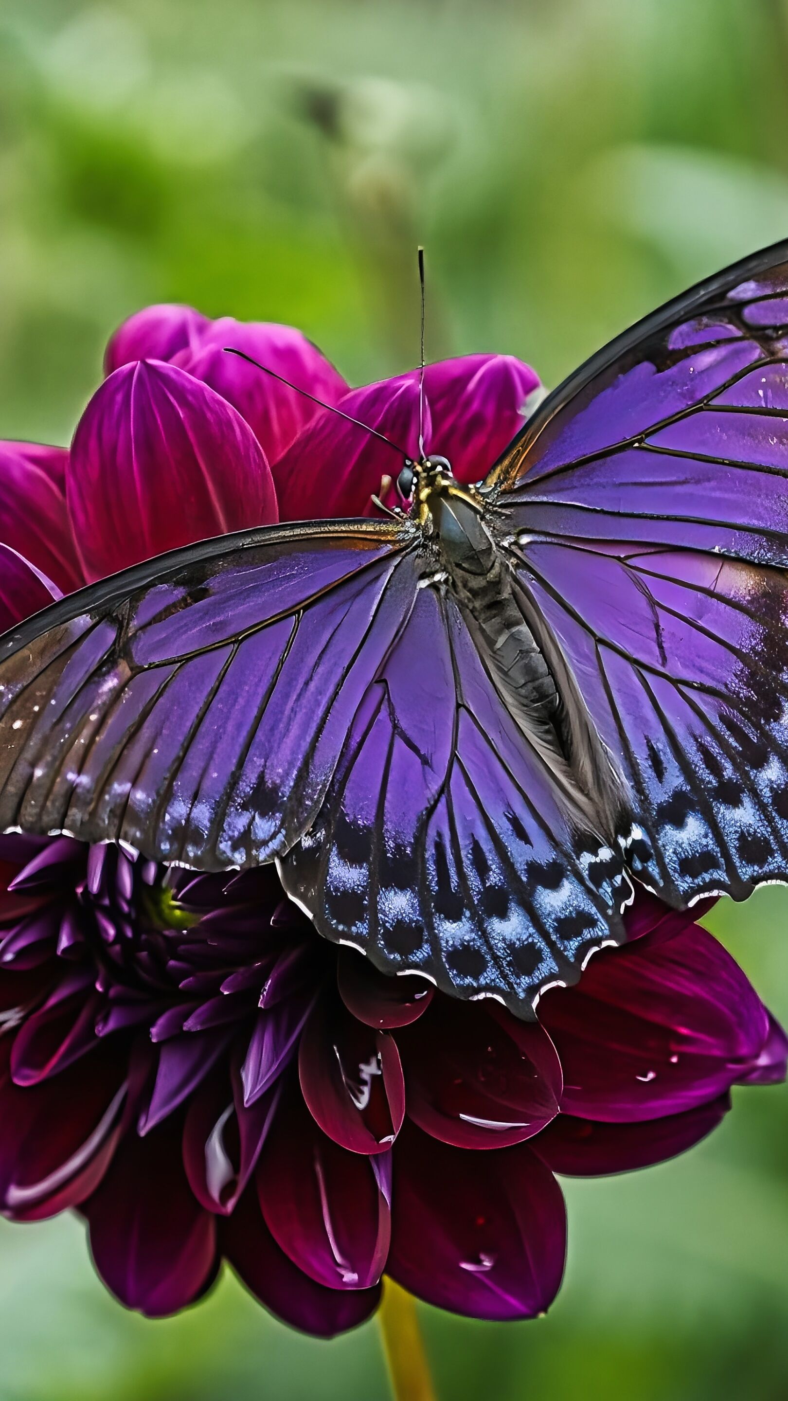 Purple Butterfly - backiee