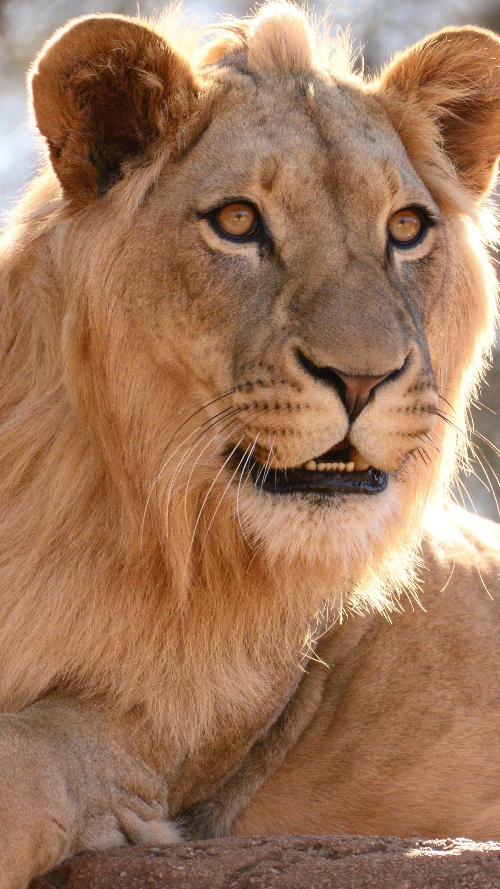 Sunlit Lion Portrait Resting in the Wild Savanna - backiee